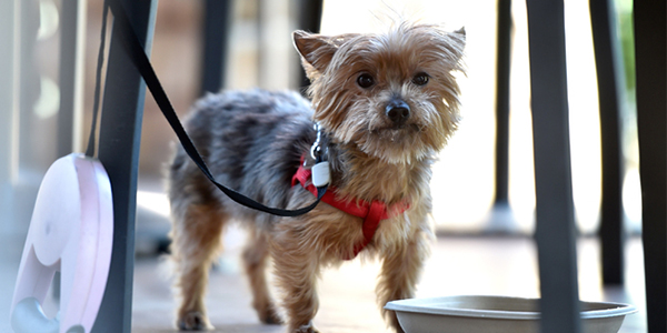 Pet Projects | Industry Today