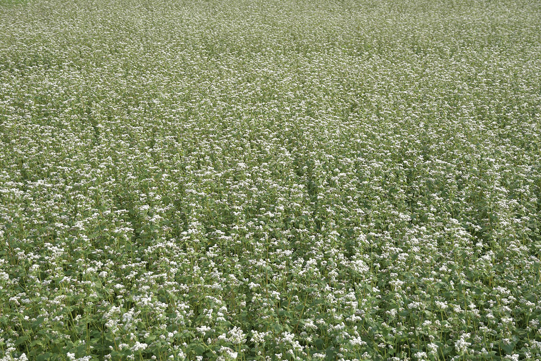 Cover Crops 101 - Industry Today - Leader in Manufacturing & Industry News